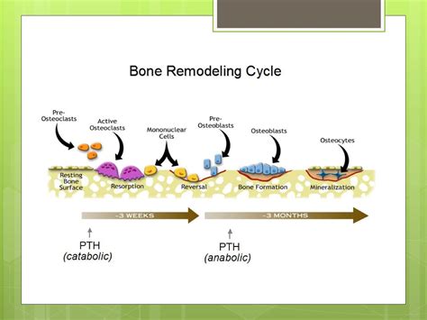 Biochemistry Of Bone Formation And Degradation Ppt