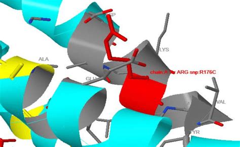 3d Structure Of Protein Of Apoe With Arginine In 176 Th Position