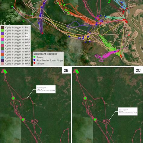 Mobility Patterns Of Forest Goers Trajectories For Gps Loggers Download Scientific Diagram