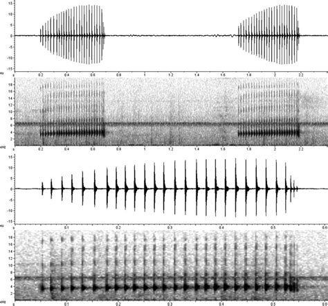 —waveform And Audiospectrogram Of The Advertisement Call Of Allophryne