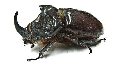 El Escarabajo Rinoceronte