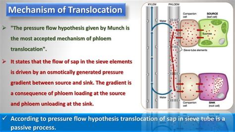 Phloem Loading Food Transported PPTX Gardening Home Garden