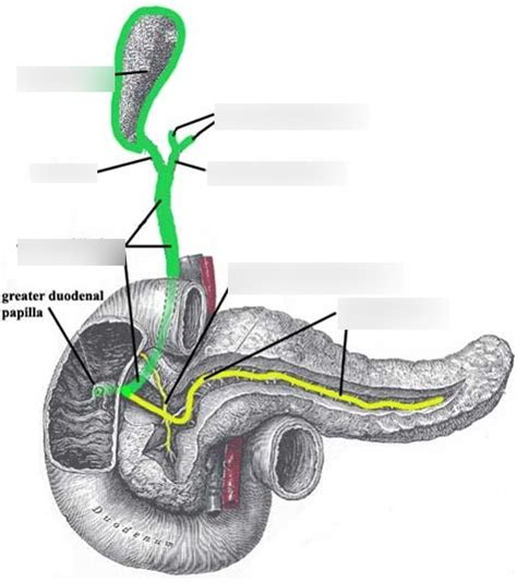 Bile Duct Diagram 2 Diagram Quizlet
