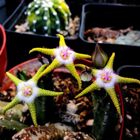 Stapelia flavopurpurea | Piante grasse, Piante, Fiori