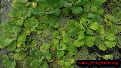 Water Lettuce How To Grow Care Water Lettuce How To Grow Care