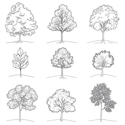 Tree Line Art Set Continuous Line Drawing Of Plants Herbs Trees Wood Nature Flora Poplar Maple