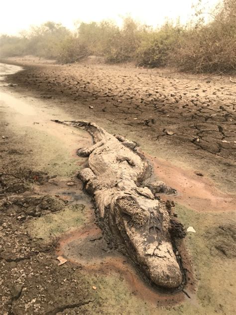 Conheça As 4 Principais Ameaças Para O Pantanal Sos Pantanal