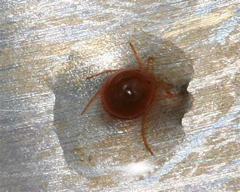 Predatory Water Bug Nymph With Water Mites The Backyard Arthropod