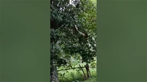 Pythan Rescue Youtube