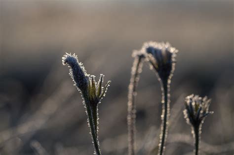 배경 화면 햇빛 자연 눈 겨울 들 사진술 분기 감기 서리 동결 잎 시즌 플로라 마크로 S Dersl Tt 칼트 작은 가지 육상 식물 꽃