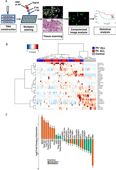 A Overview Of The Tissue Microarray Tma Analysis Pipeline Tmas Were