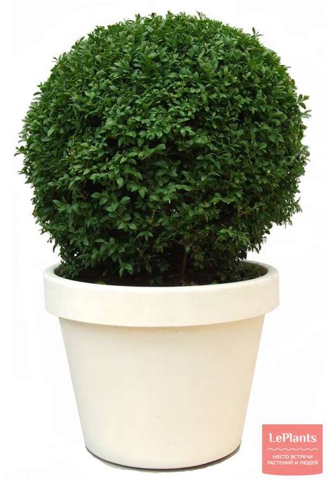 Самшит (Buxus) — описание, выращивание, фото | на LePlants.ru