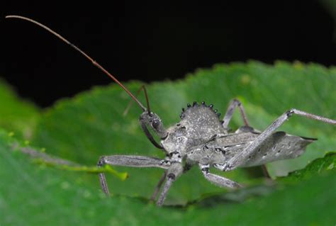 Wheel Bug Arilus Cristatus Bugguide Net