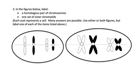 [solved] 3 In The Figure Above Label A Homologous Pair Of Chromosomes One Course Hero