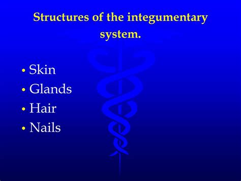 The INTEGUMENTARY System Ppt Download