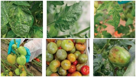 ¿qué Es El Virus Rugoso Del Tomate Tomato Brown Rugose Fruit Virus