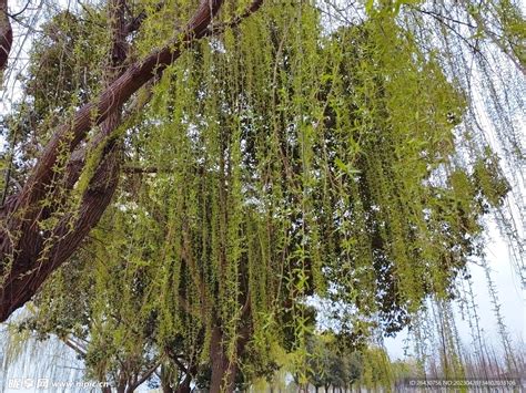 春天柳树摄影图 树木树叶 生物世界 摄影图库 昵图网