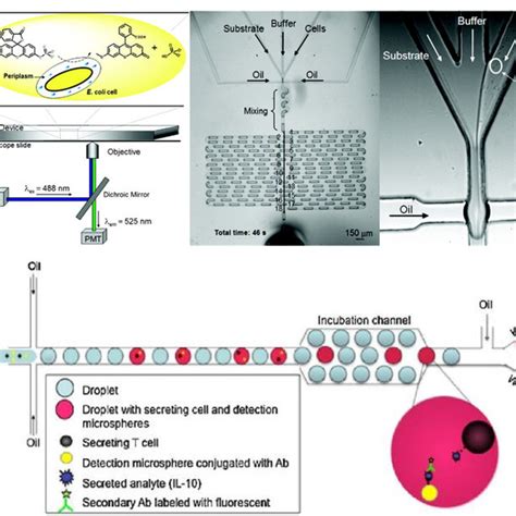 Pdf Development Of Droplet Microfluidics Enabling High Throughput