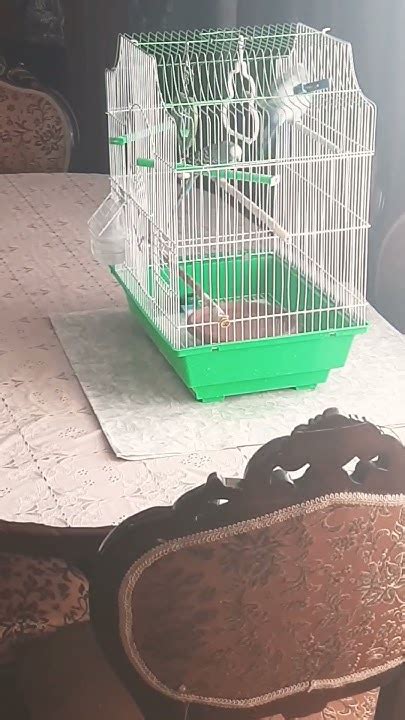 შოკა და ჩიკოს ბანაობა Youtube