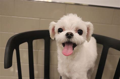 인천 2018 0423 말티즈 초롱 책임분양 강아지무료분양 고양이무료분양 도그마루 보호소 유기견 강아지입양 유기견입양 고양이입양 유기견무료분양 유기묘보호소 강아지