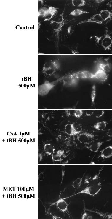 Effects Of Csa Or Metformin On Cytochrome C Distribution In Hmec 1 Download Scientific Diagram