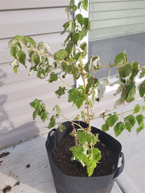How To Overwinter A Potted Raspberry Plant R Gardening