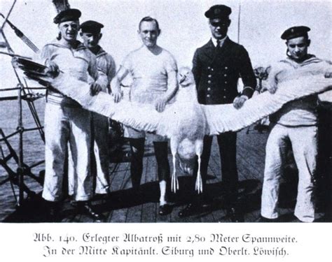 Albatross Compared To Human Size