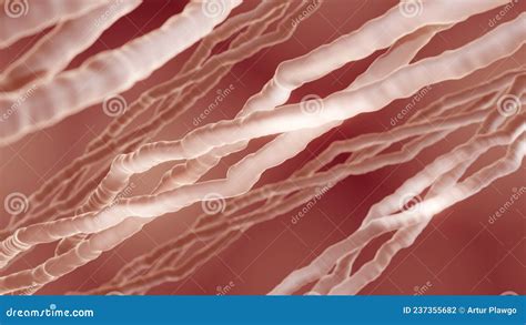 Collagen Fibrils In The Human Skin Vector Illustration Cartoondealer