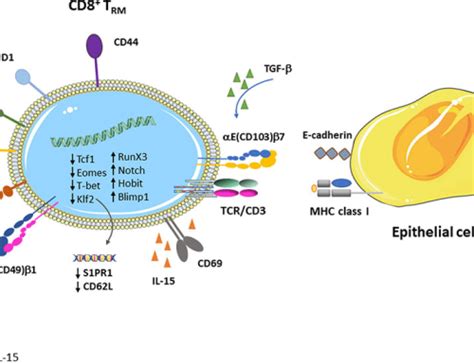 The Evolving Role Of Tissue Resident Memory T Cells In Infections And