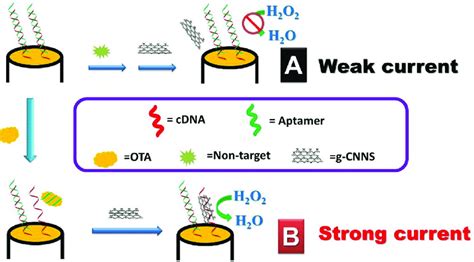 The Sensing Principle Of This Aptasensor For Ota Download Scientific Diagram