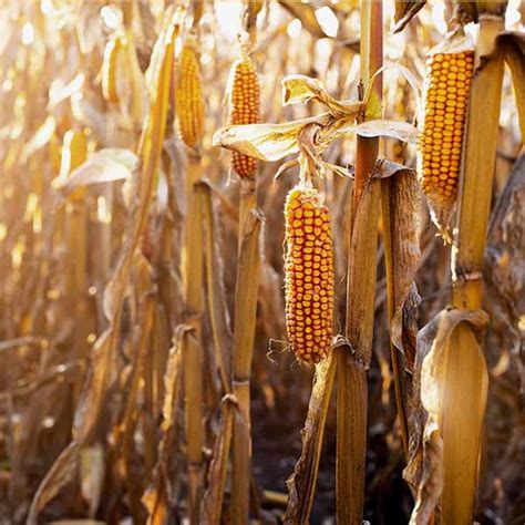 Why We Use Hydroxypropyl Starch Phosphate · Cipher Skincare