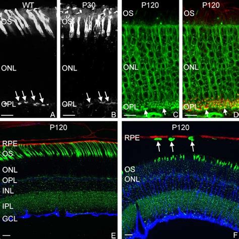 Western Blot Graph Of The Densitometric Scan Showing An Almost 2 Fold