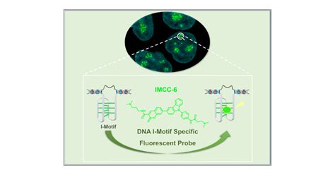 Development Of A Fluorescent Probe For Specific Visualization Of Intracellular Dna I Motif