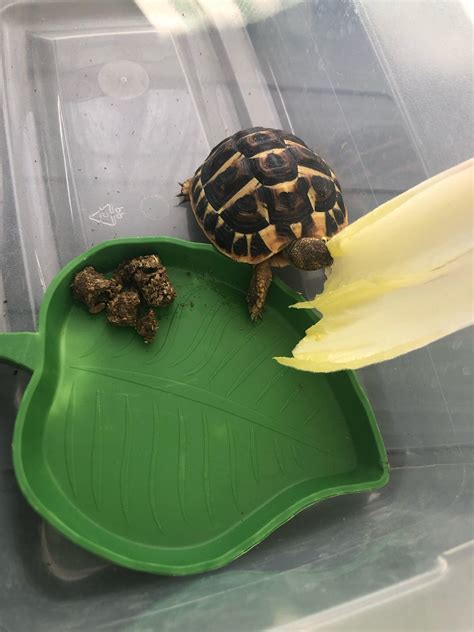 My Hatchling Wont Eat Pellets Rtortoise