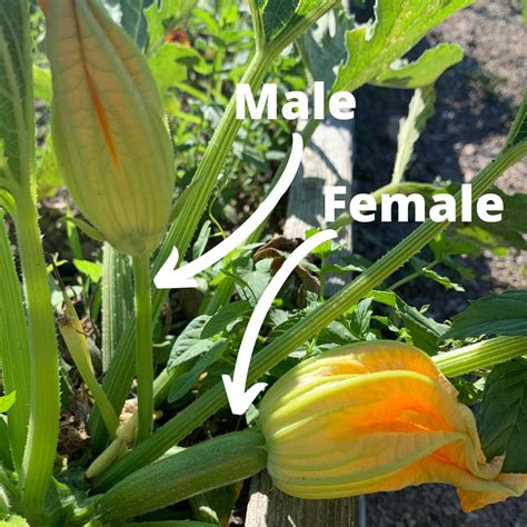 Difference Between Female And Male Squash Flowers At Alicia Barrenger Blog