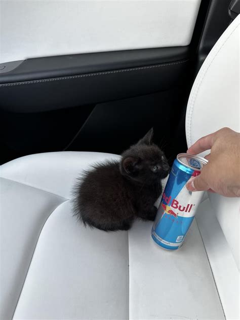 I Found Two Kittens On The Road If Anyone Has A Cat Andor Is Looking