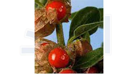 الغذاء تحذر من الإفراط في أشواجاندا صحيفة البلاد