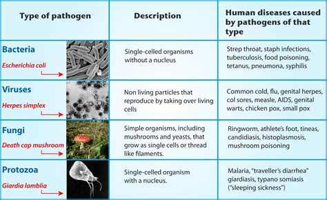 Why Are Biofilms Different Than Other Types Of Pathogens At Skye