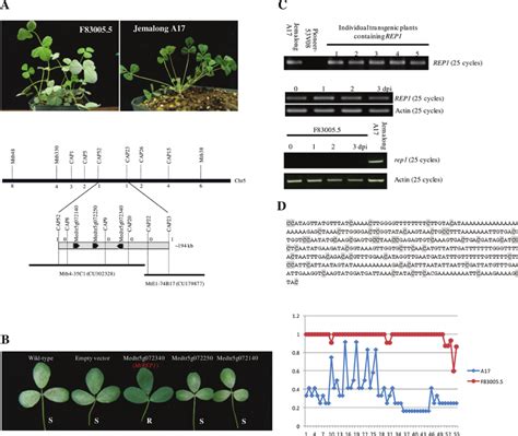 Cloning And Characterization Of Rep1 A Map Based Cloning Of Rep1 Download Scientific