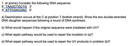 Solved Points Consider The Following DNA Sequence Chegg