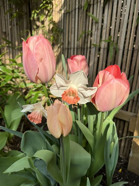 Tulip Life Cycle