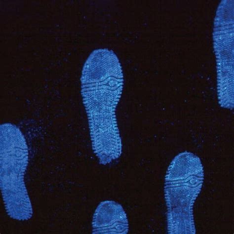 Forensic Mysteries Delving Into 10 Fascinating Facts About Crime Science
