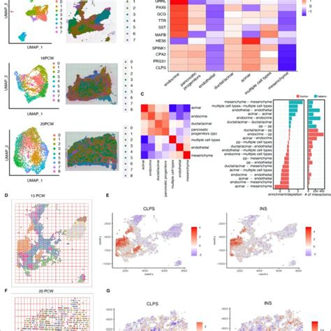 Single Cell Sequencing Of The Developing Human Pancreas Download