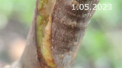 Grafting Examples By Agri Offre