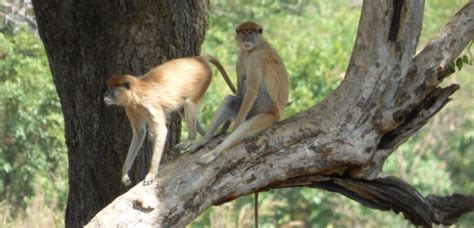 Yankari Game Reserve And Resort Hotel In Bauchi Hotelsng