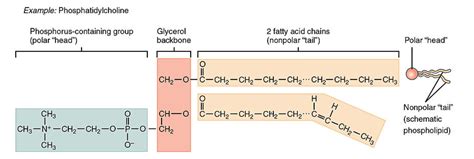 What Are Lipids Structure Function Expii