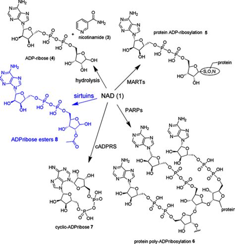 Synthesis Of Carba Nad And The Structures Of Its Ternary 60 Off