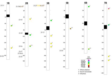 Schematic Representation Of A Genome Chromosomes Of The Durum Consensus