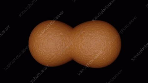 Cell Division Animation Stock Video Clip K Science Photo Library