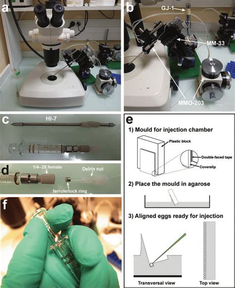 3 Stereomicroscope Microinjection Setup A Overview Of Our Download Scientific Diagram